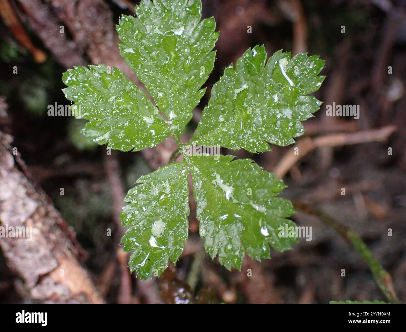 Five-leaf Dwarf Bramble (Rubus pedatus Stock Photo - Alamy