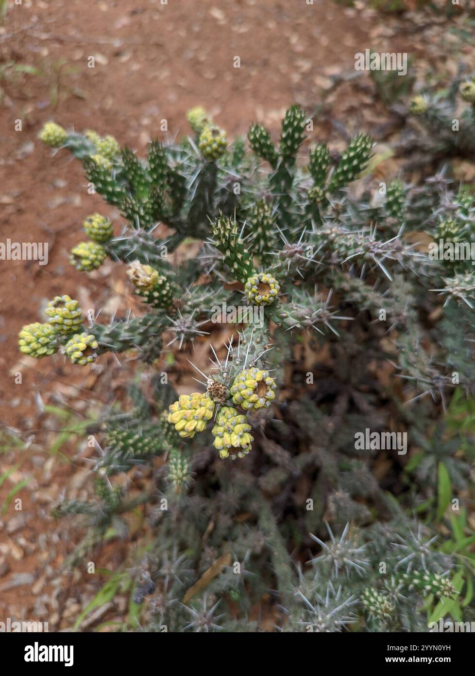 Whipple Cholla (Cylindropuntia whipplei Stock Photo - Alamy