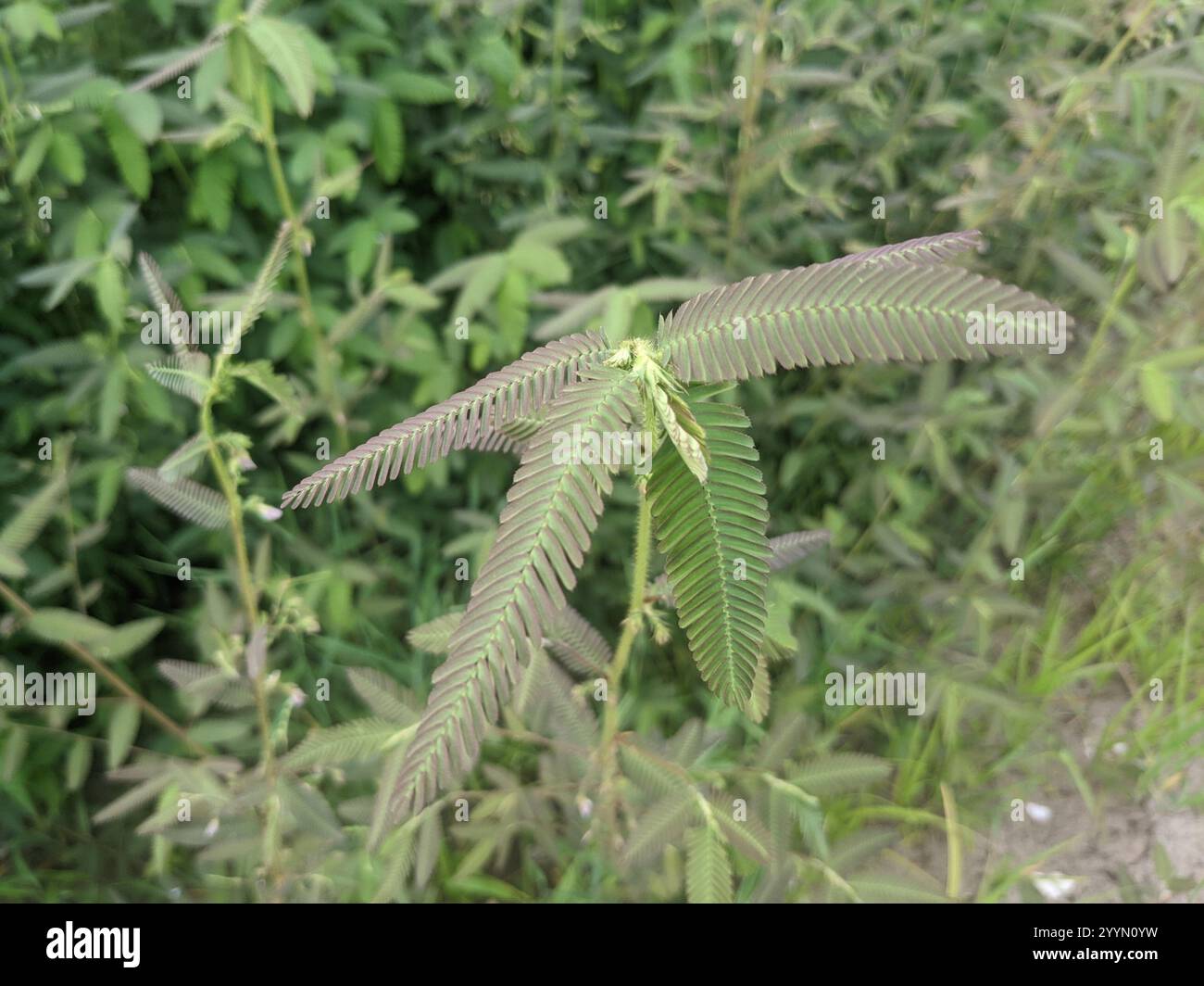 shyleaf (Aeschynomene americana Stock Photo - Alamy