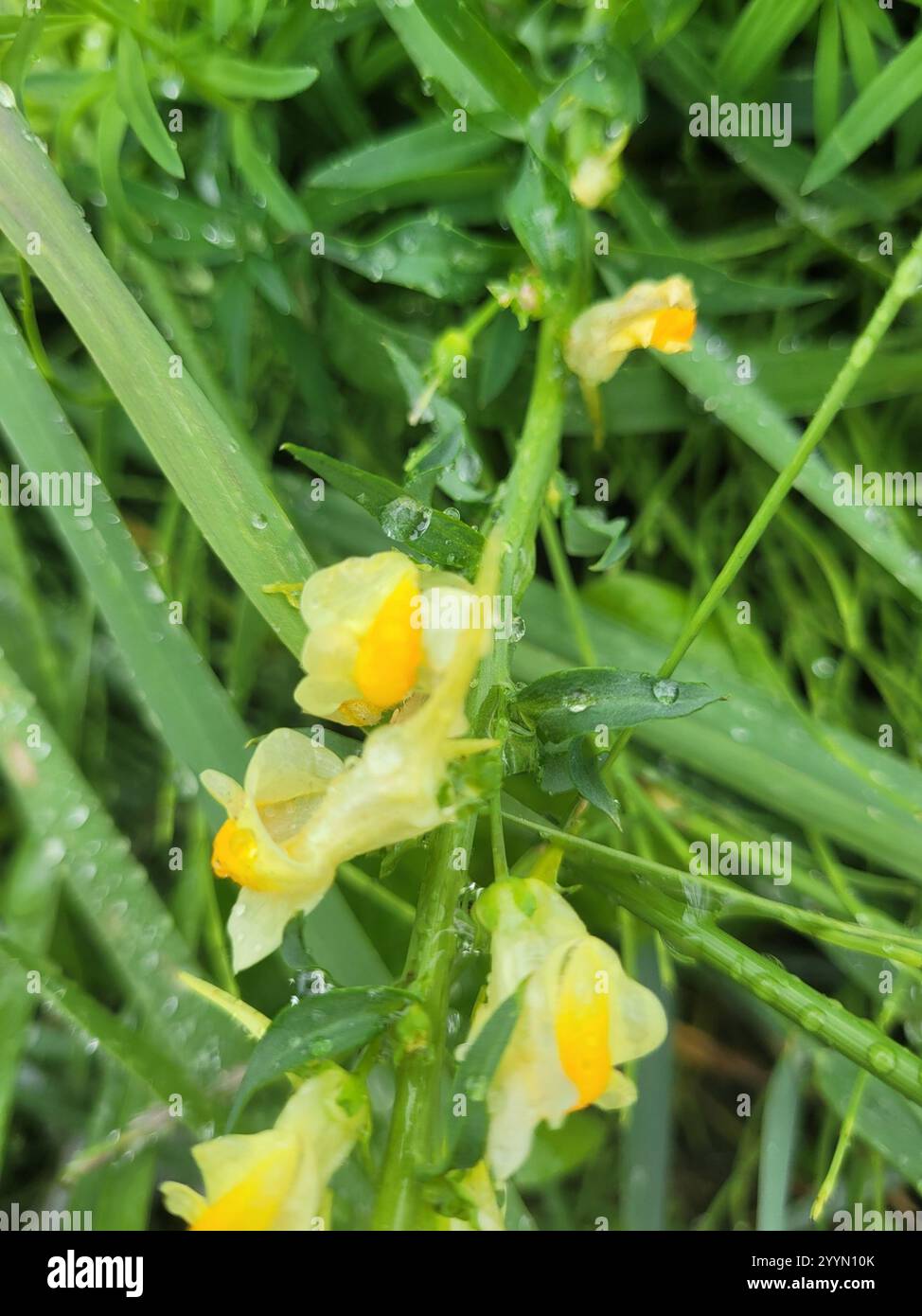 common toadflax (Linaria vulgaris Stock Photo - Alamy