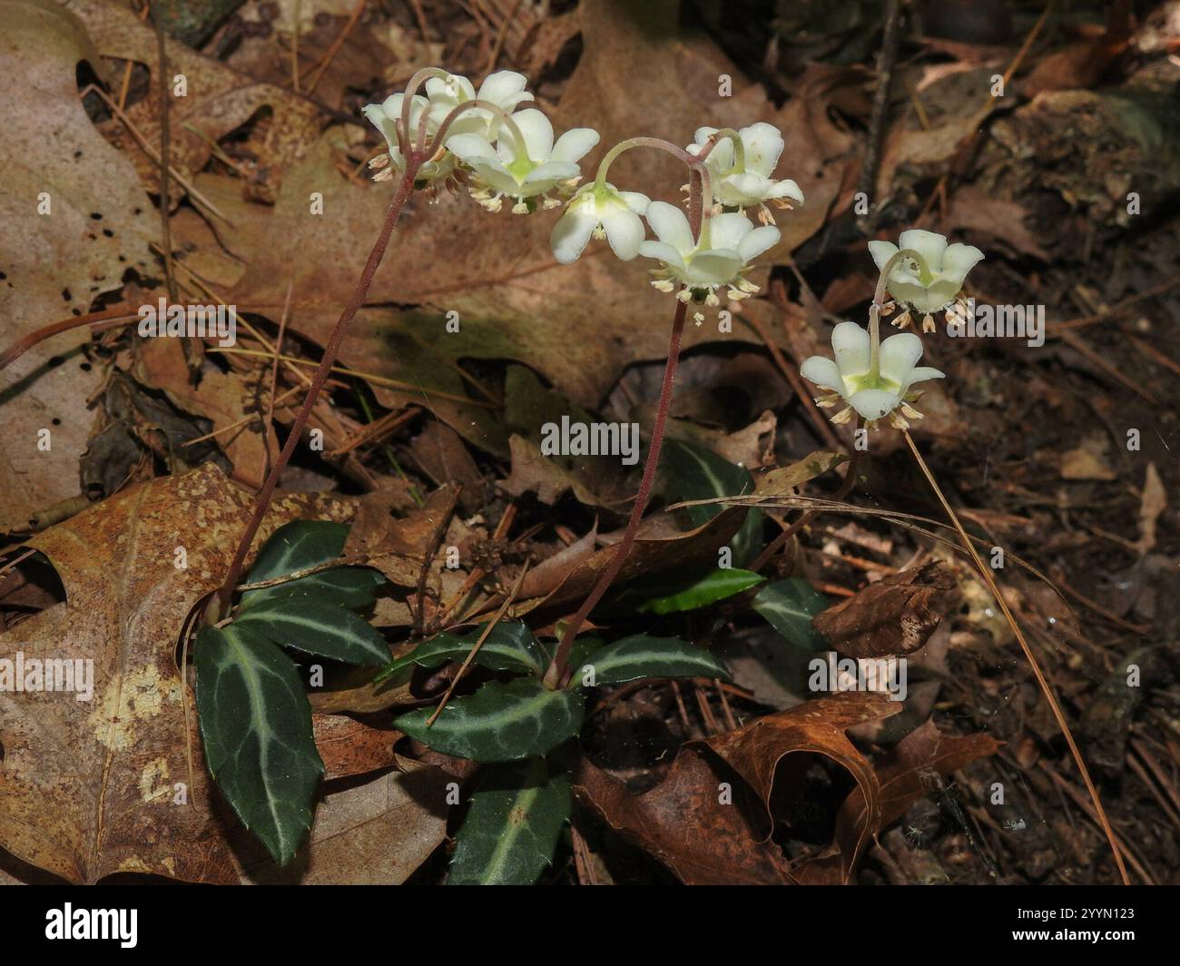 striped wintergreen (Chimaphila maculata Stock Photo - Alamy