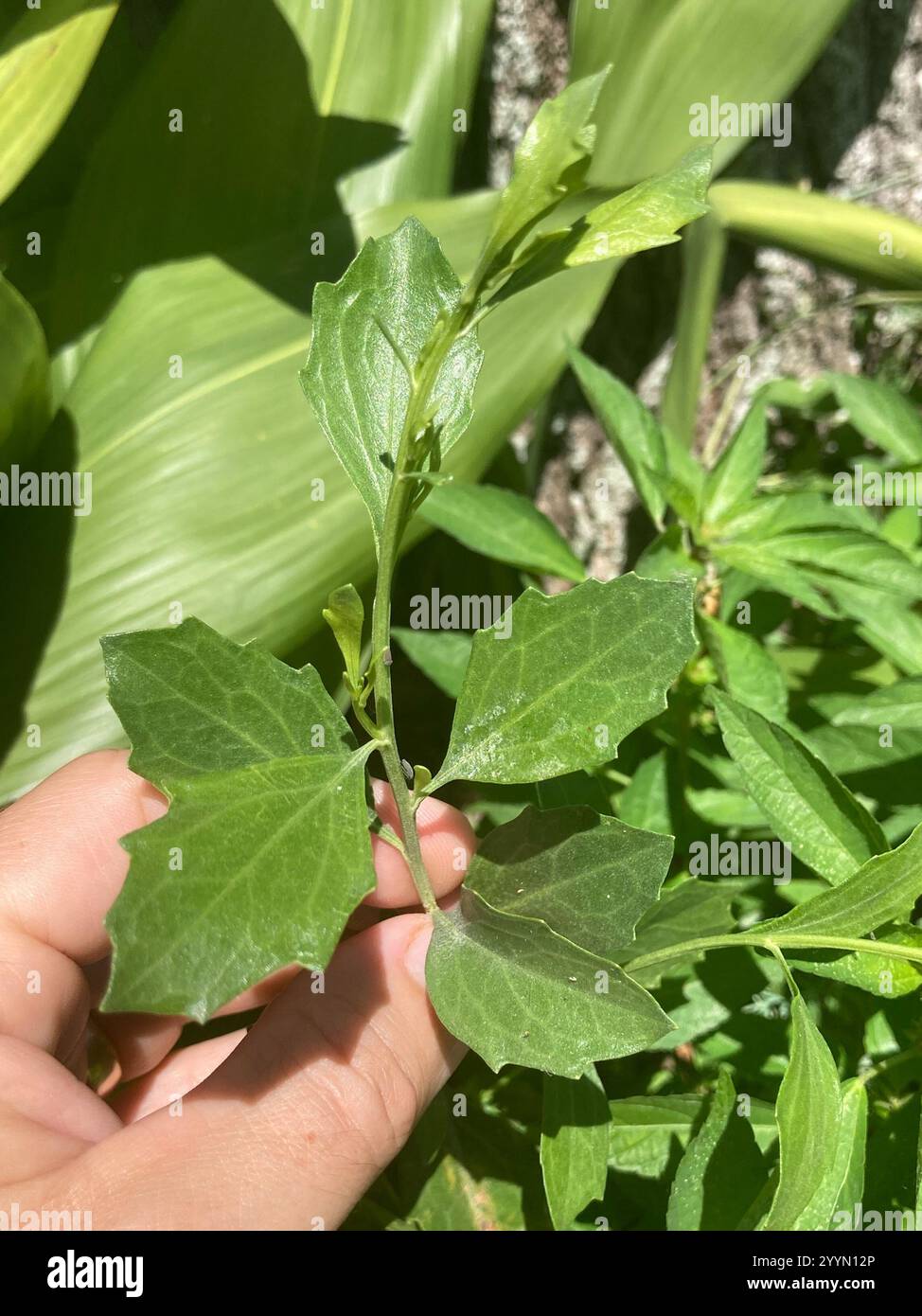 groundsel tree (Baccharis halimifolia Stock Photo - Alamy