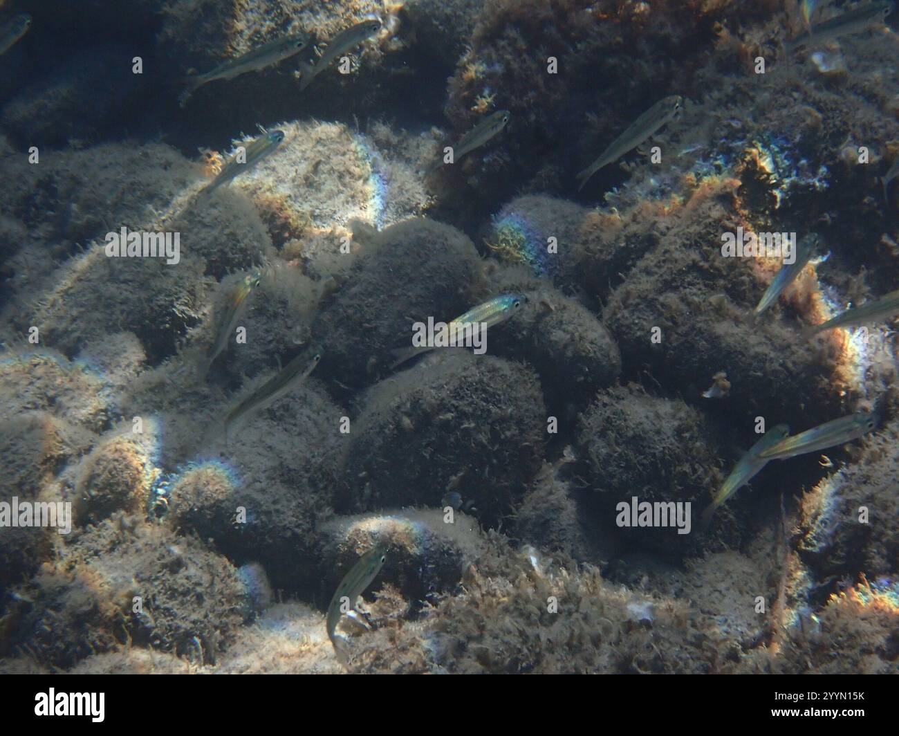 Big-scale Sand Smelt (Atherina boyeri Stock Photo - Alamy