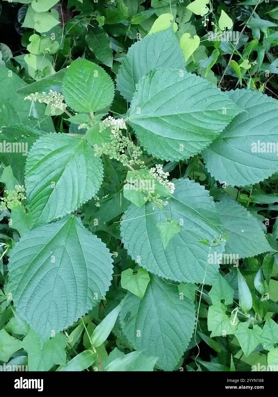 wood nettles (Laportea Stock Photo - Alamy