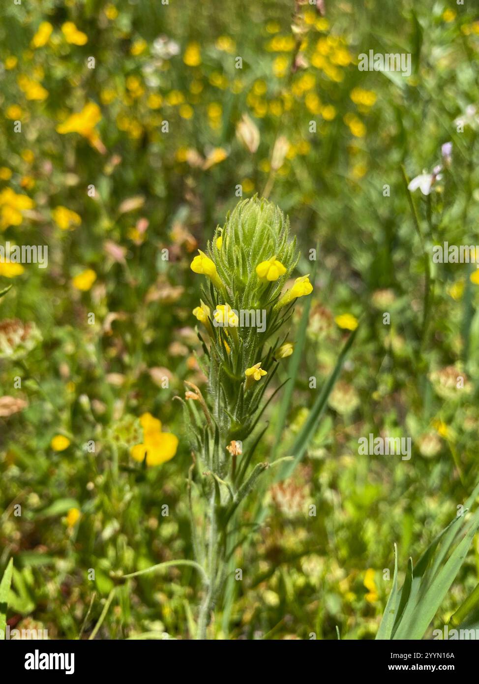 Hairy Indian Paintbrush (Castilleja tenuis Stock Photo - Alamy