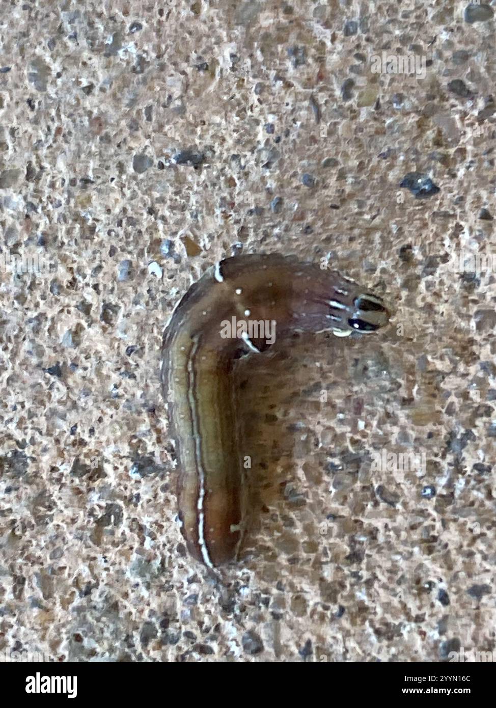 Wedgling Moth (Galgula partita Stock Photo - Alamy