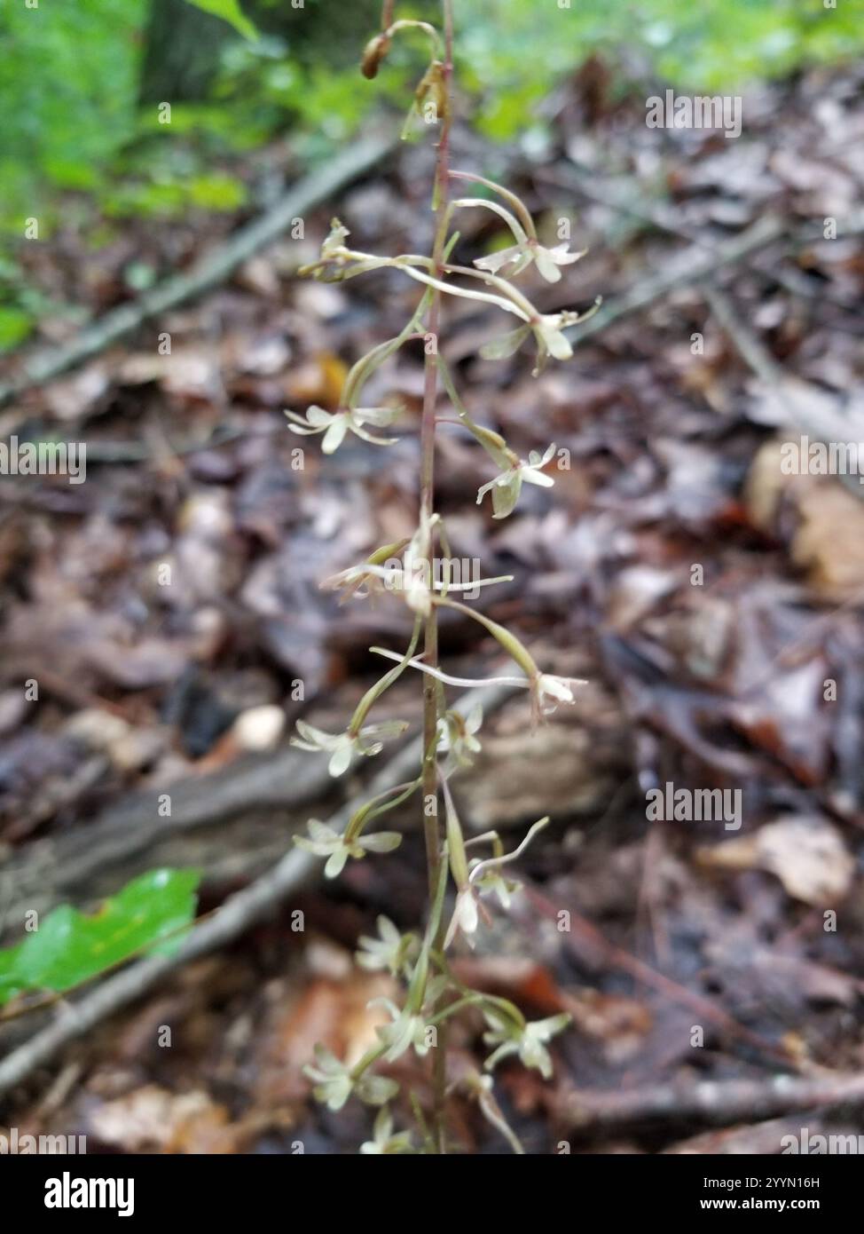 crane-fly orchid (Tipularia discolor Stock Photo - Alamy