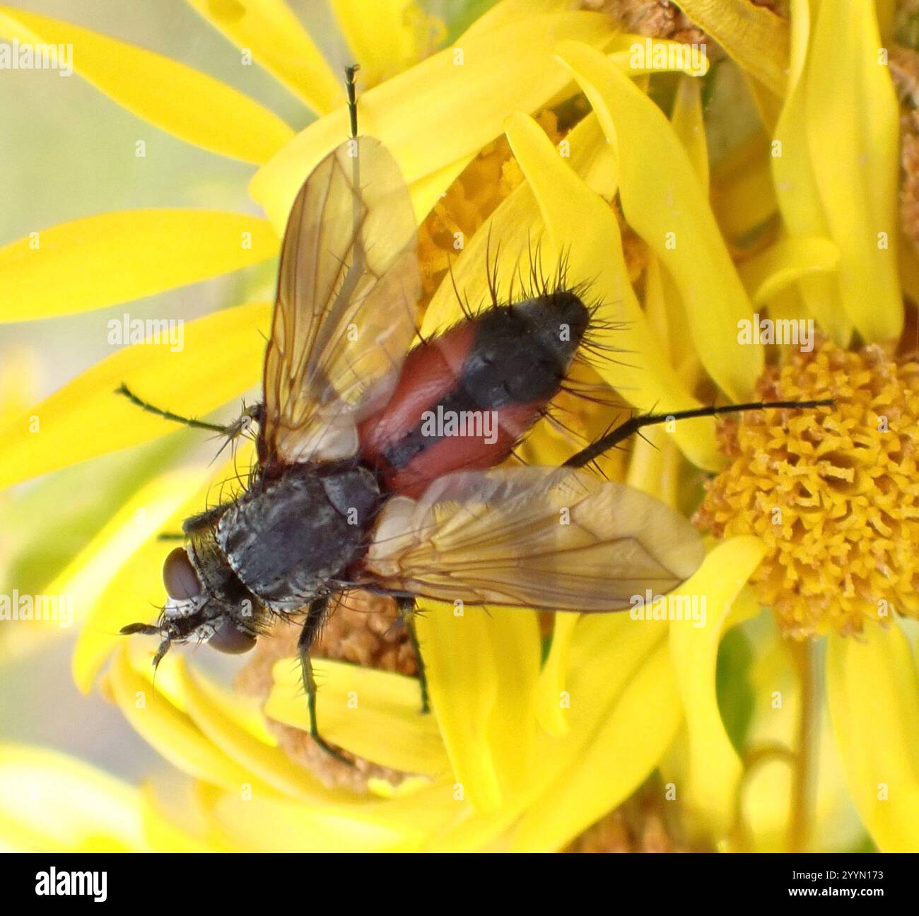 Red Spotted Parasite Fly (Eriothrix rufomaculata Stock Photo - Alamy