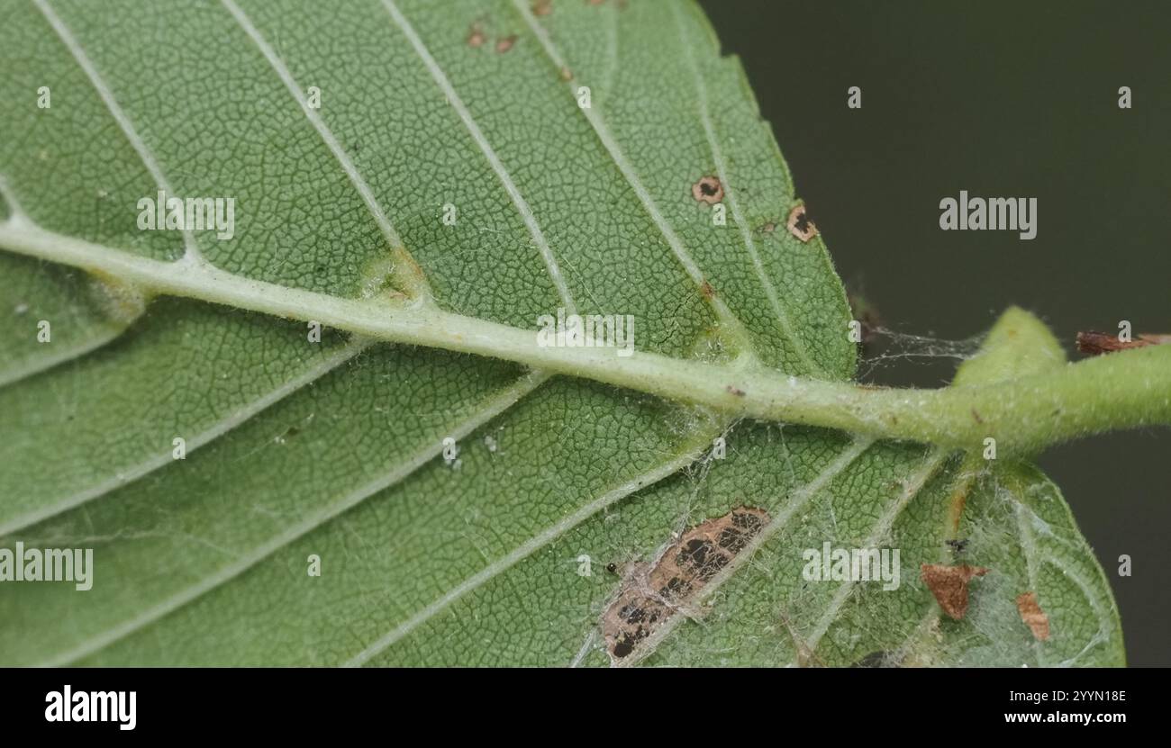 Elm Finger Gall Mite (Aceria parulmi Stock Photo - Alamy