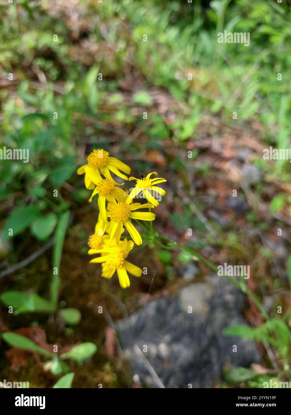 Balsam ragwort hi-res stock photography and images - Alamy