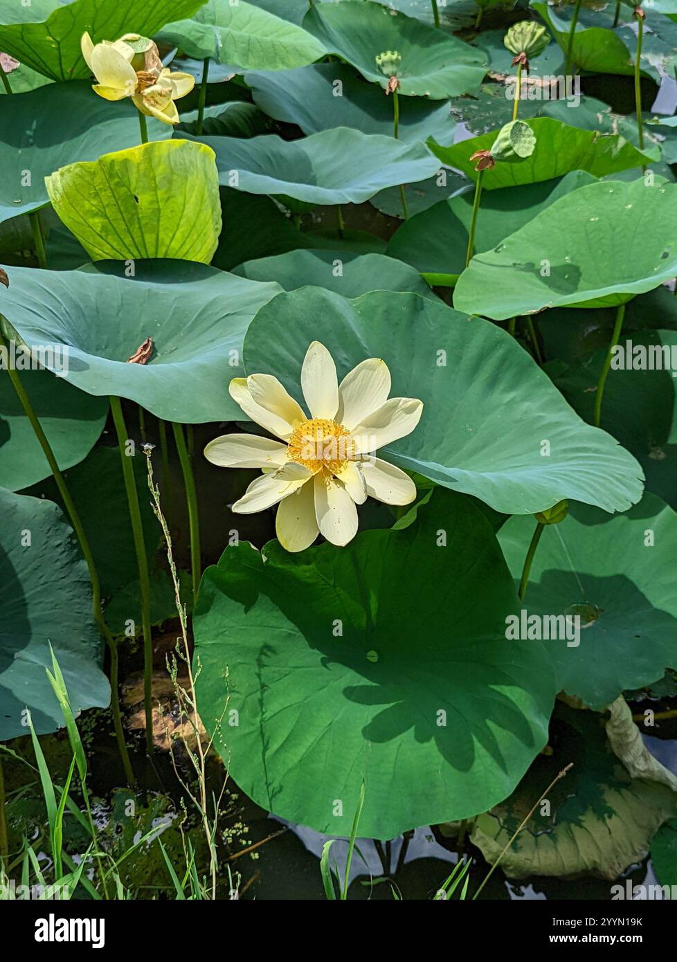 American lotus (Nelumbo lutea Stock Photo - Alamy