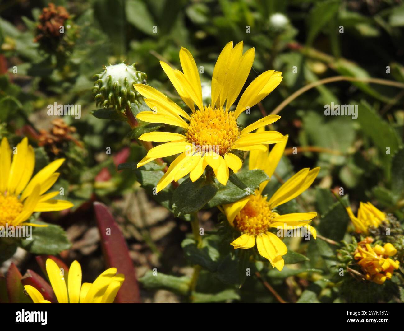 Oregon Gumplant (Grindelia stricta Stock Photo - Alamy