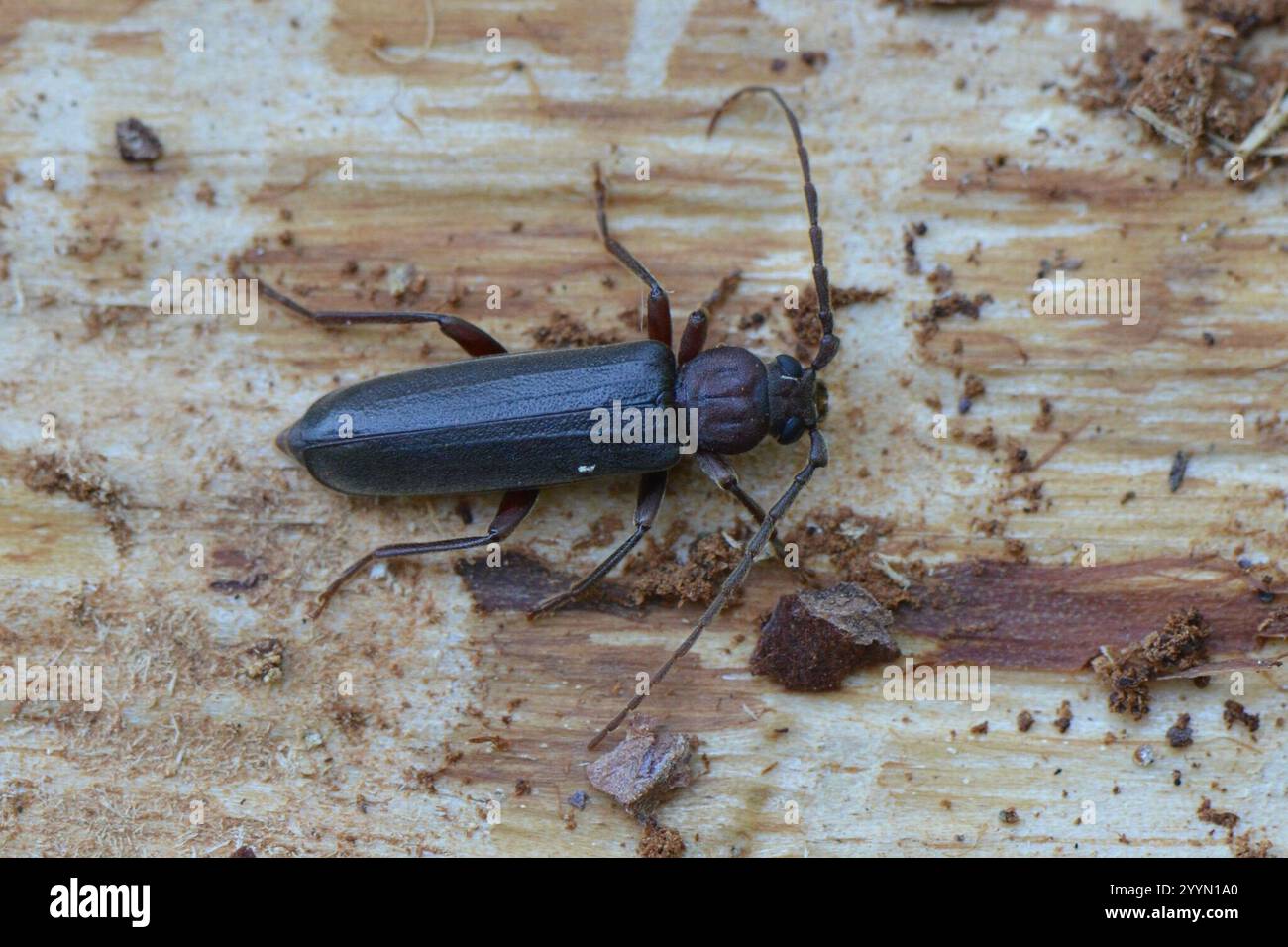 Rust Pine Borer (Arhopalus rusticus Stock Photo - Alamy