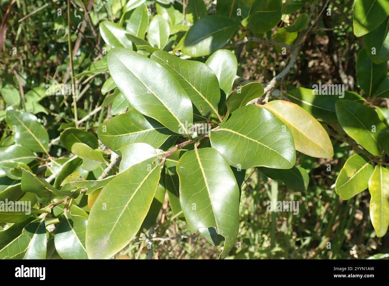 White pear (Apodytes dimidiata dimidiata Stock Photo - Alamy