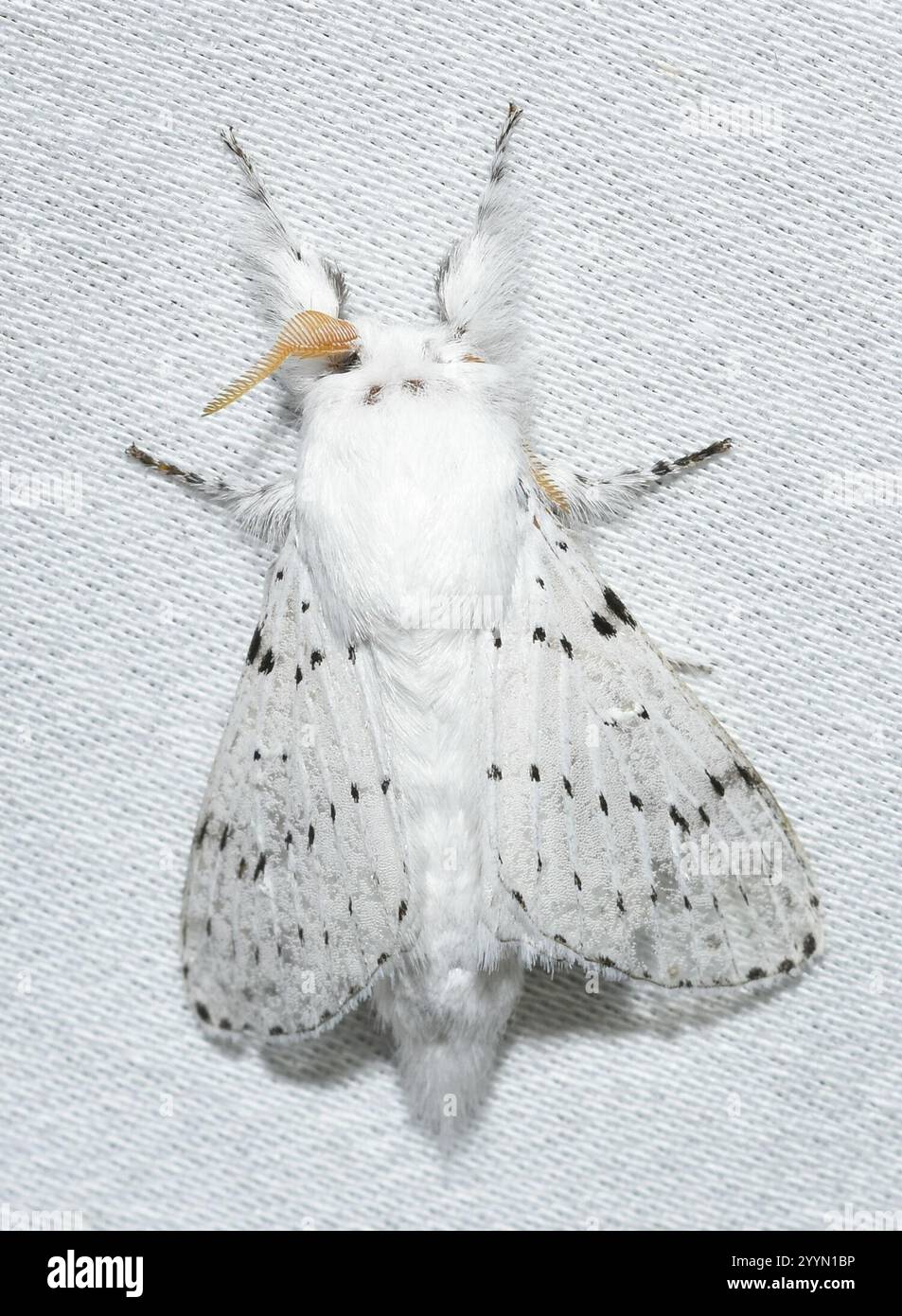 Dot-lined White (Artace cribrarius Stock Photo - Alamy
