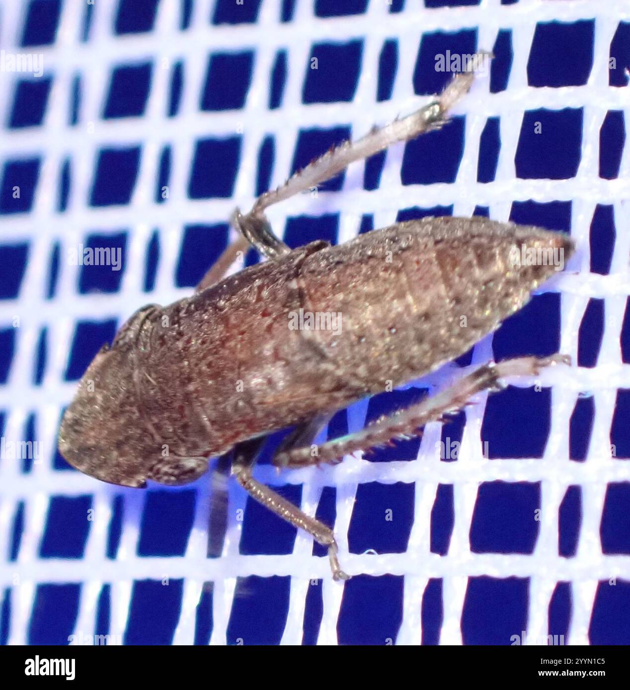 Typical Leafhoppers (Cicadellidae Stock Photo - Alamy