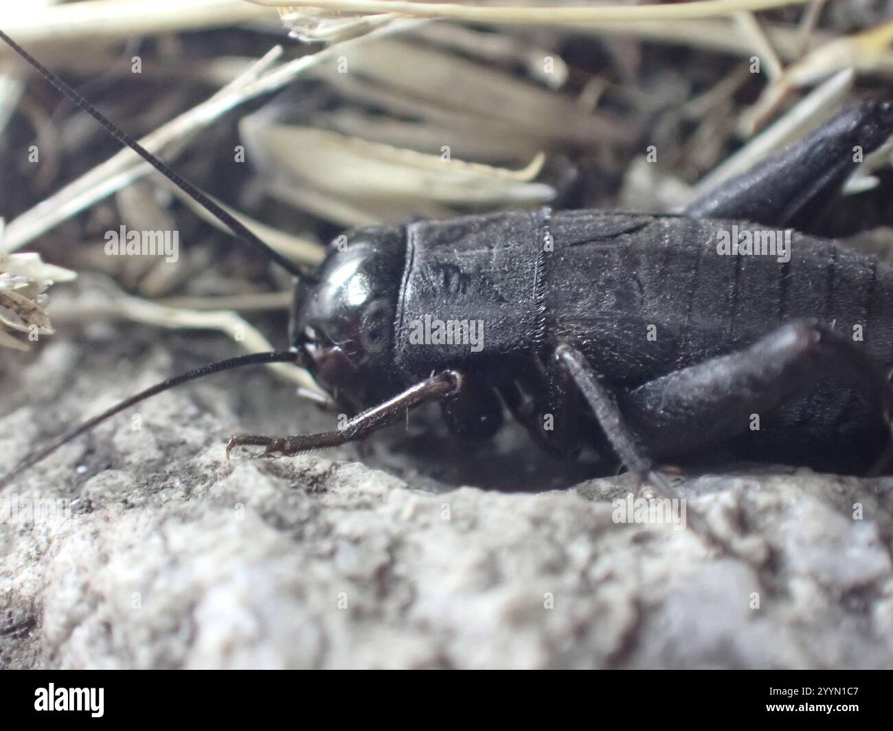 Fall Field Cricket (Gryllus pennsylvanicus Stock Photo - Alamy