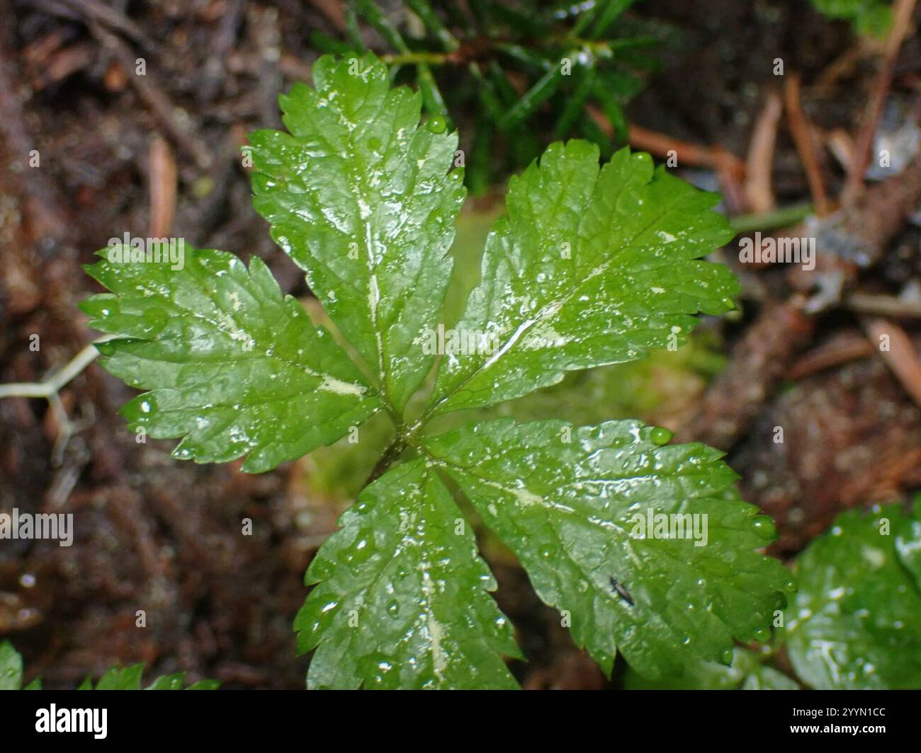 Five-leaf Dwarf Bramble (Rubus pedatus Stock Photo - Alamy
