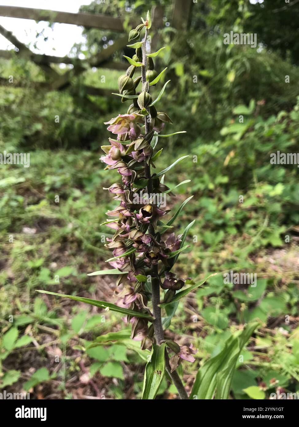 Broad-leaved helleborine (Epipactis helleborine Stock Photo - Alamy