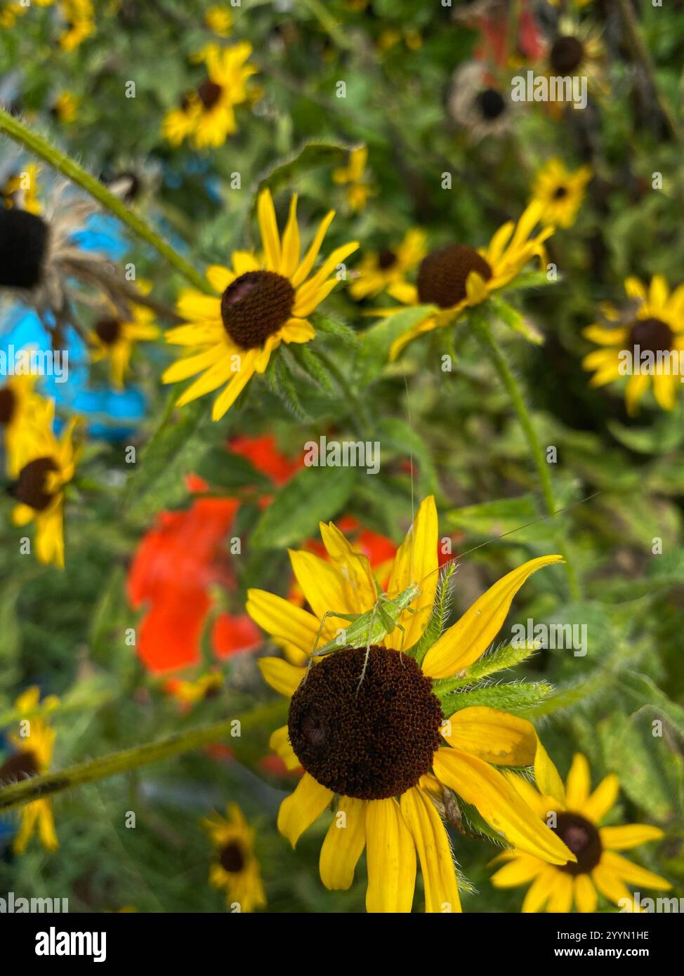 Common Tree Crickets (Oecanthus Stock Photo - Alamy