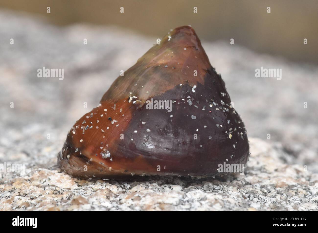Dusky Tegula (Tegula pulligo Stock Photo - Alamy