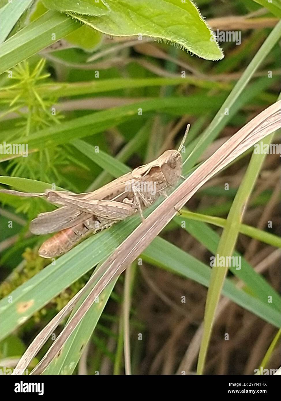 Common Field Grasshopper (Chorthippus brunneus Stock Photo - Alamy