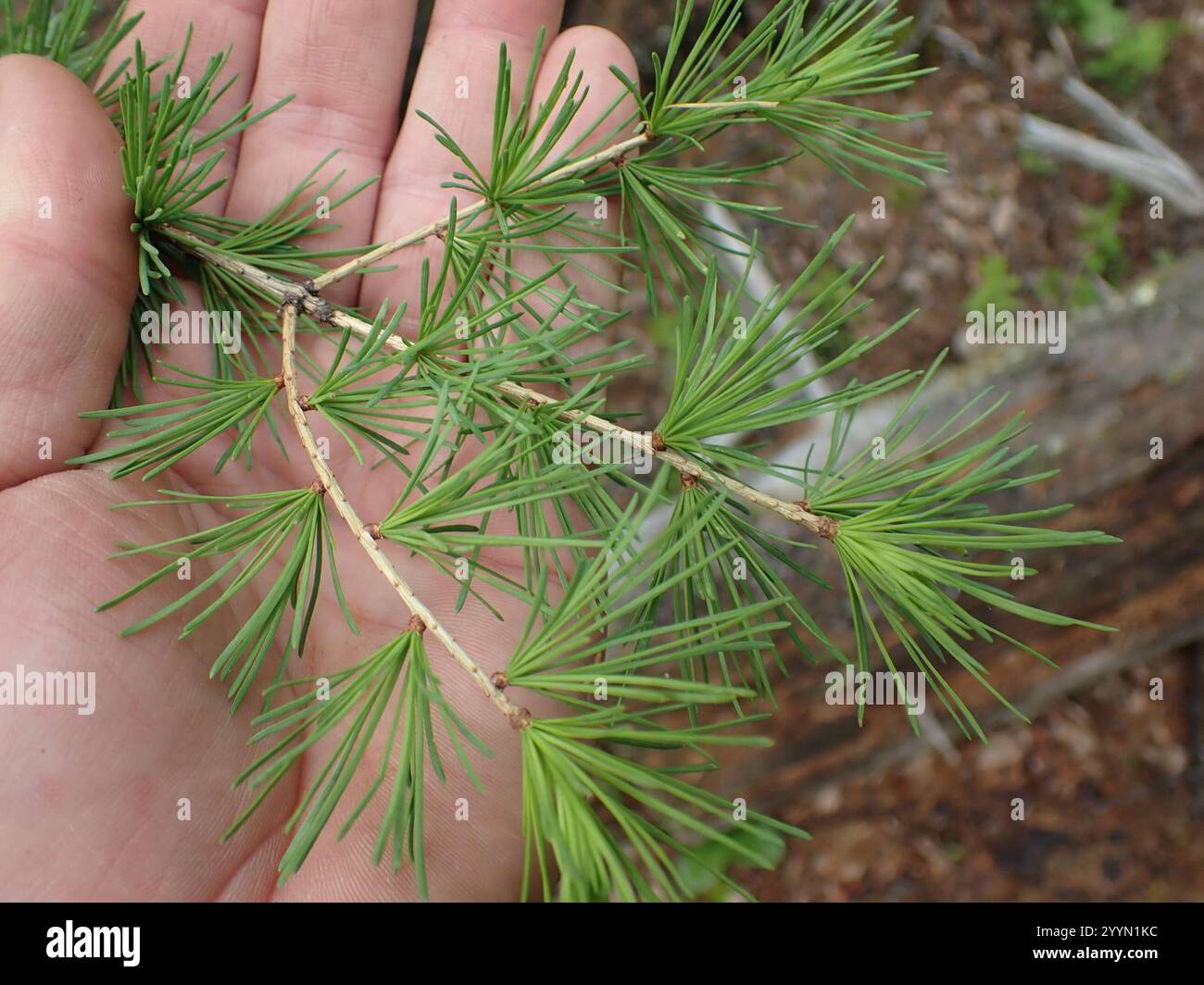western larch (Larix occidentalis Stock Photo - Alamy