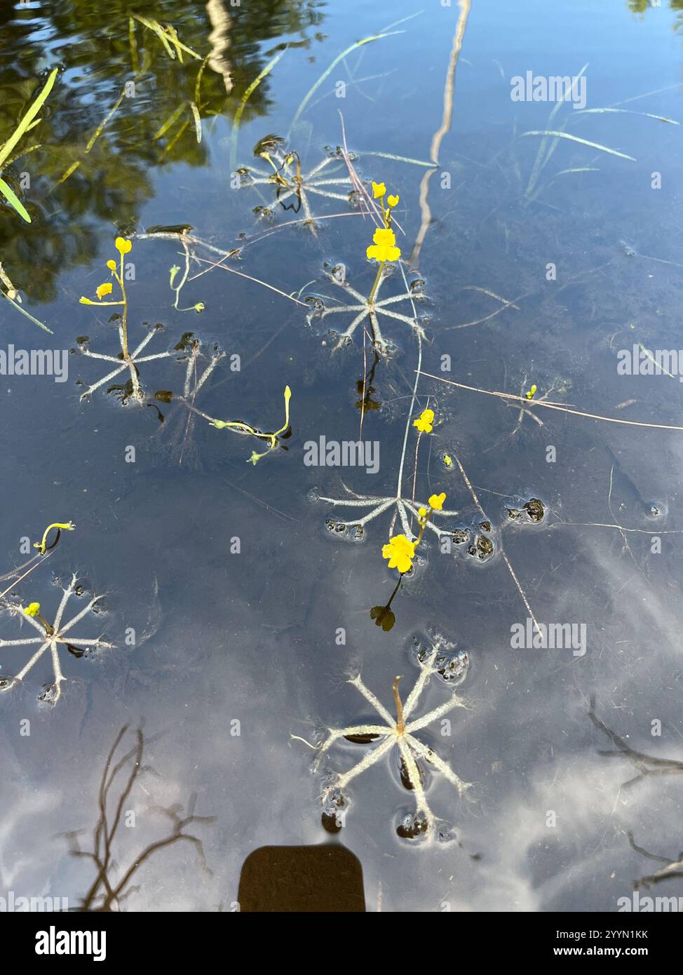 Small Swollen Bladderwort (Utricularia radiata Stock Photo - Alamy