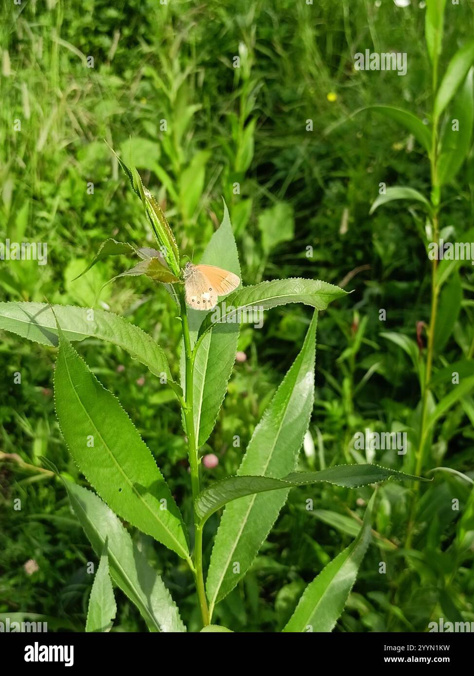 Chestnut Heath (Coenonympha glycerion Stock Photo - Alamy