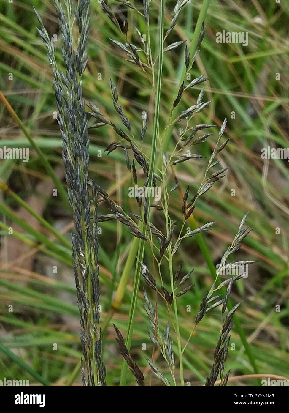 African love grass (Eragrostis curvula Stock Photo - Alamy