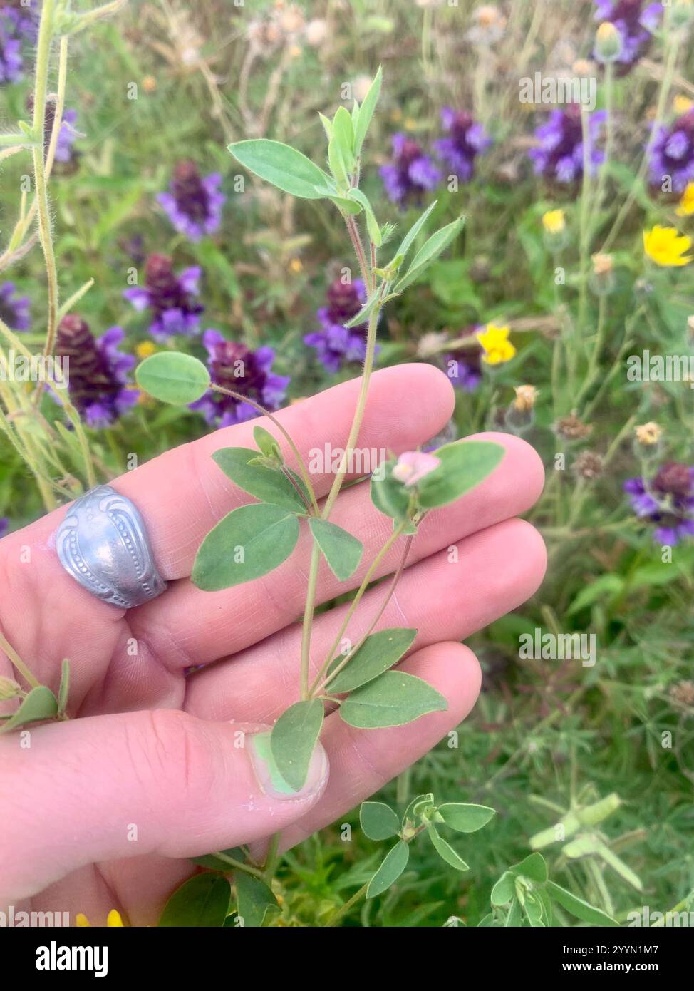 Spanish clover (Acmispon americanus Stock Photo - Alamy