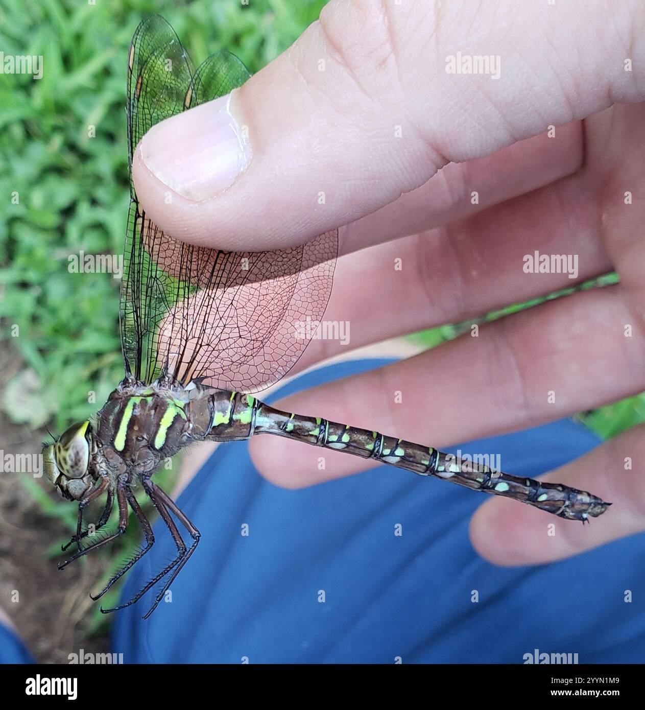 Shadow Darner (Aeshna umbrosa Stock Photo - Alamy