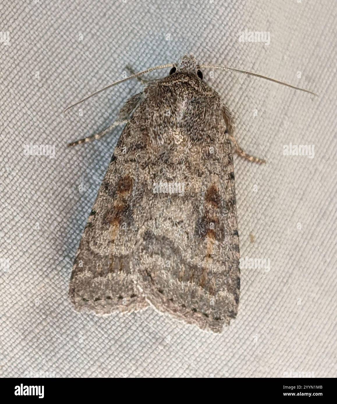 Mottled Rustic (Caradrina morpheus Stock Photo - Alamy