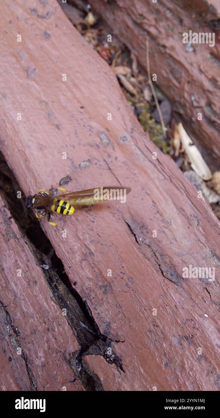 Square-headed Wasps, Sand Wasps, and Allies (Crabronidae Stock Photo ...
