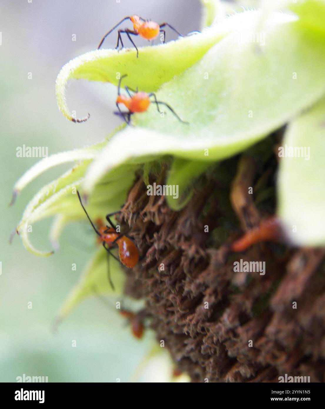 Eastern Leaf-footed Bug (Leptoglossus phyllopus Stock Photo - Alamy