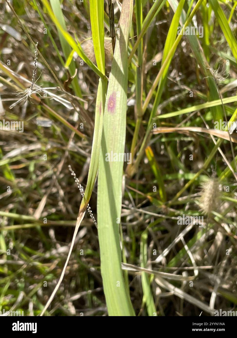 buffelgrass (Cenchrus ciliaris Stock Photo - Alamy