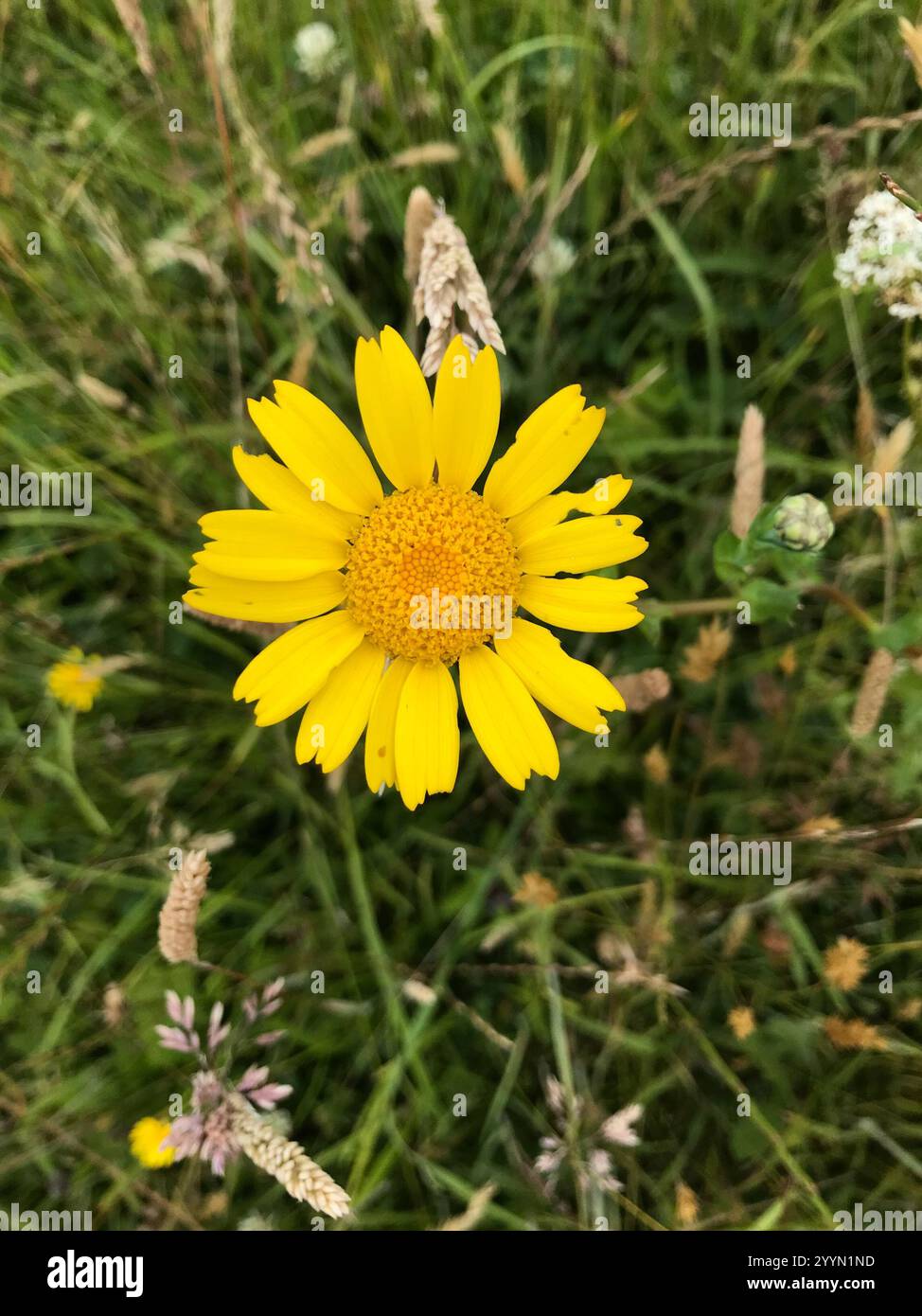 Corn Marigold (Glebionis segetum Stock Photo - Alamy