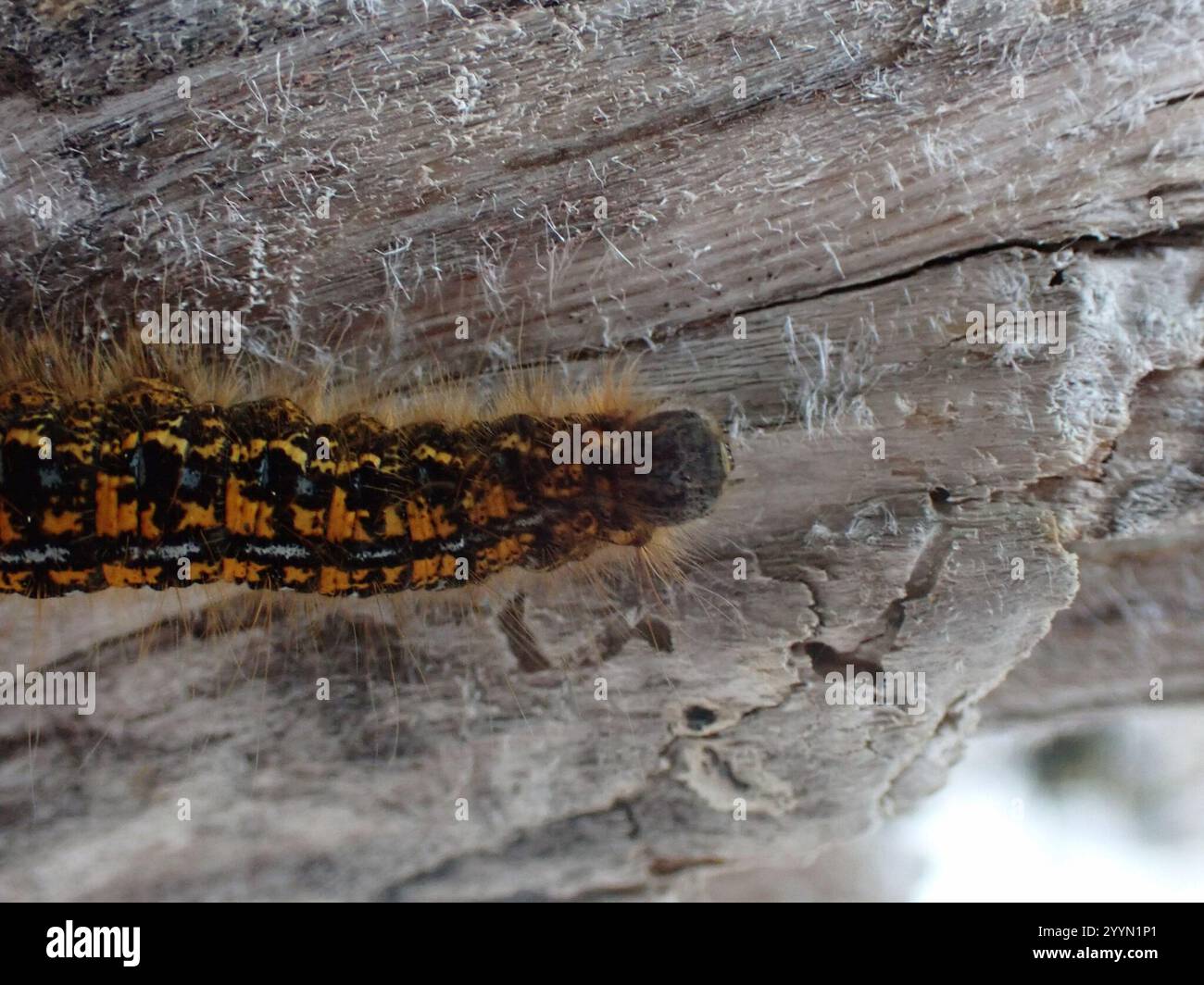 Western Tent Caterpillar Moth (Malacosoma californica Stock Photo - Alamy