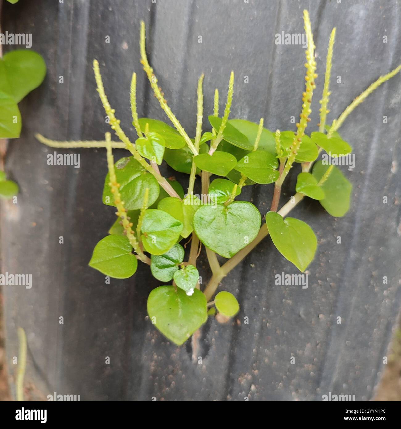 Pepper elder (Peperomia pellucida Stock Photo - Alamy