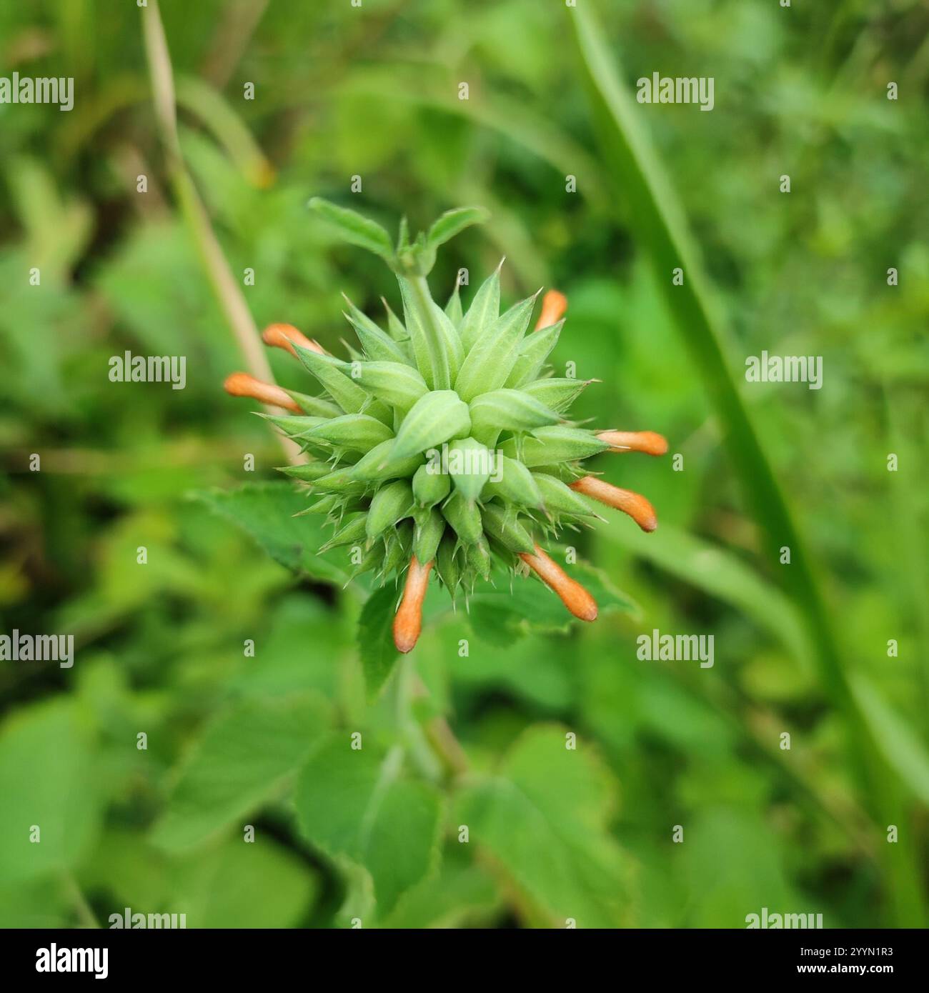lion's ear (Leonotis nepetifolia Stock Photo - Alamy