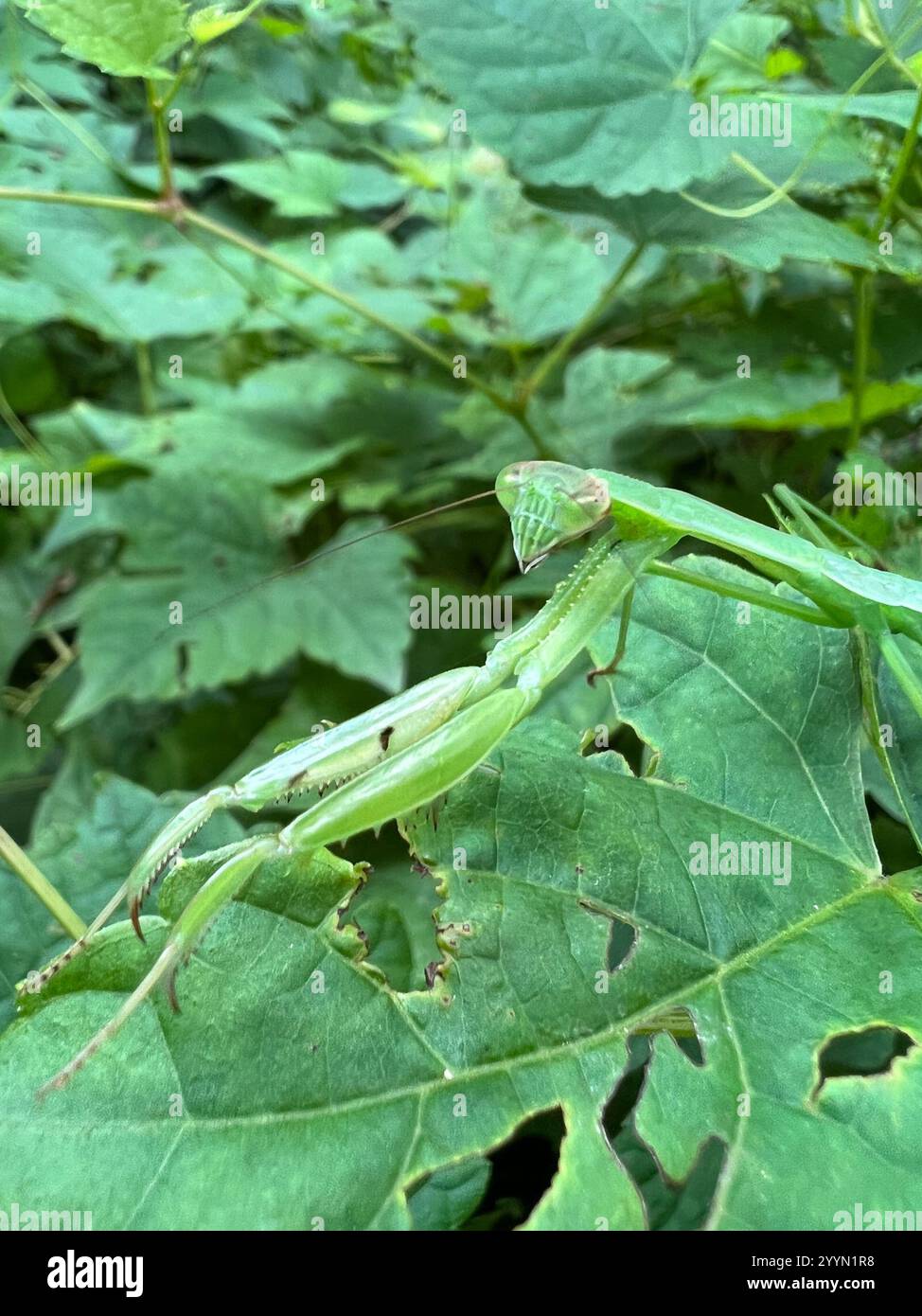 Chinese Mantis (Tenodera sinensis Stock Photo - Alamy