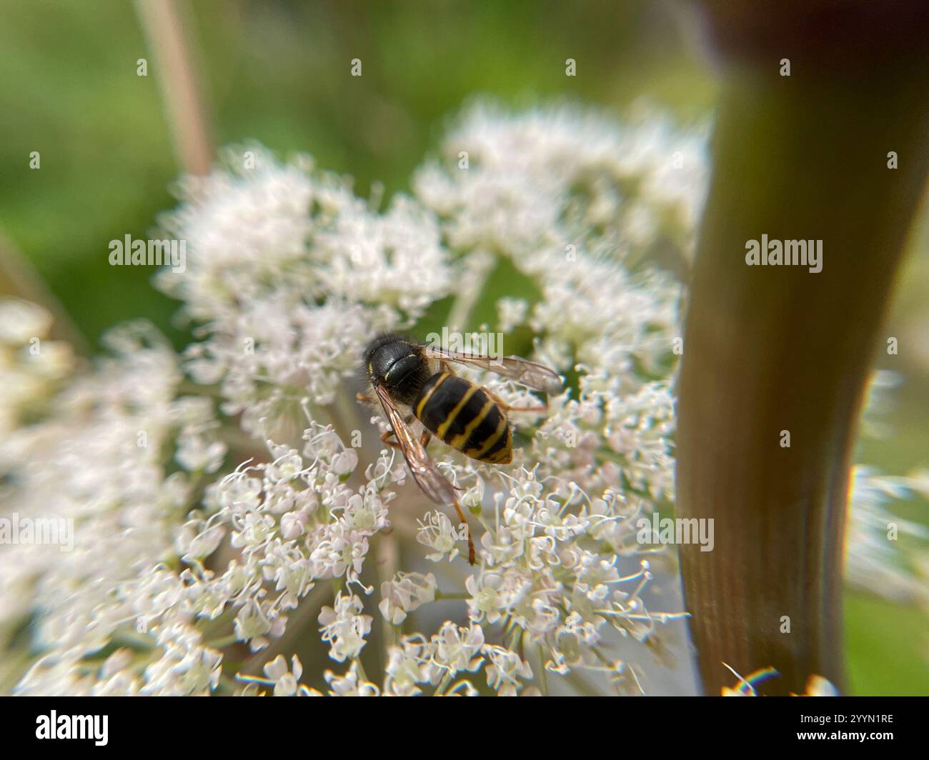 Hornets and Yellowjackets (Vespinae Stock Photo - Alamy