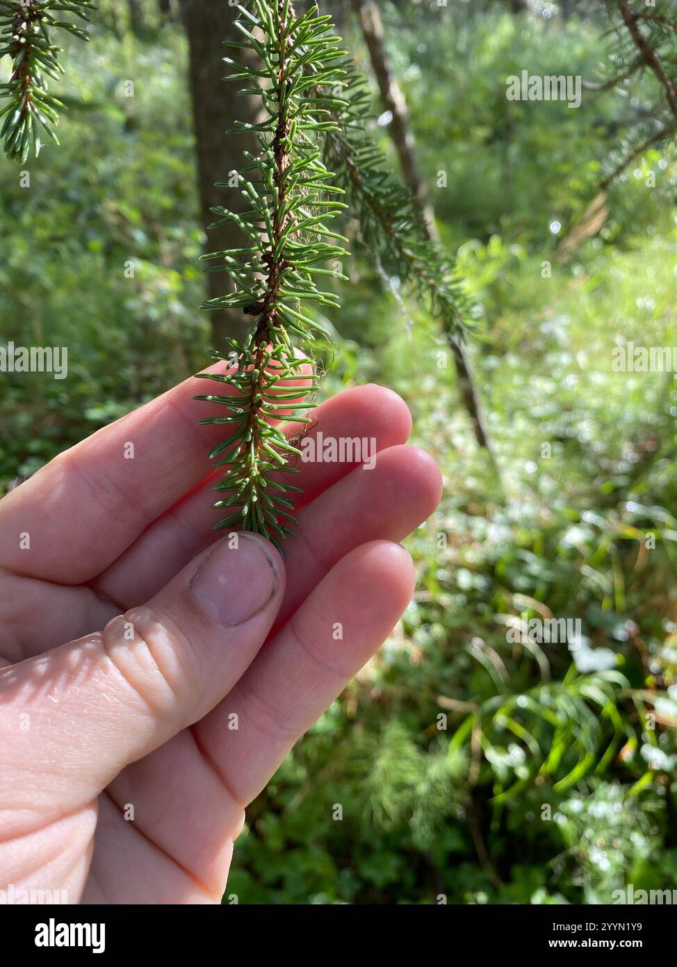 pine family (Pinaceae Stock Photo - Alamy