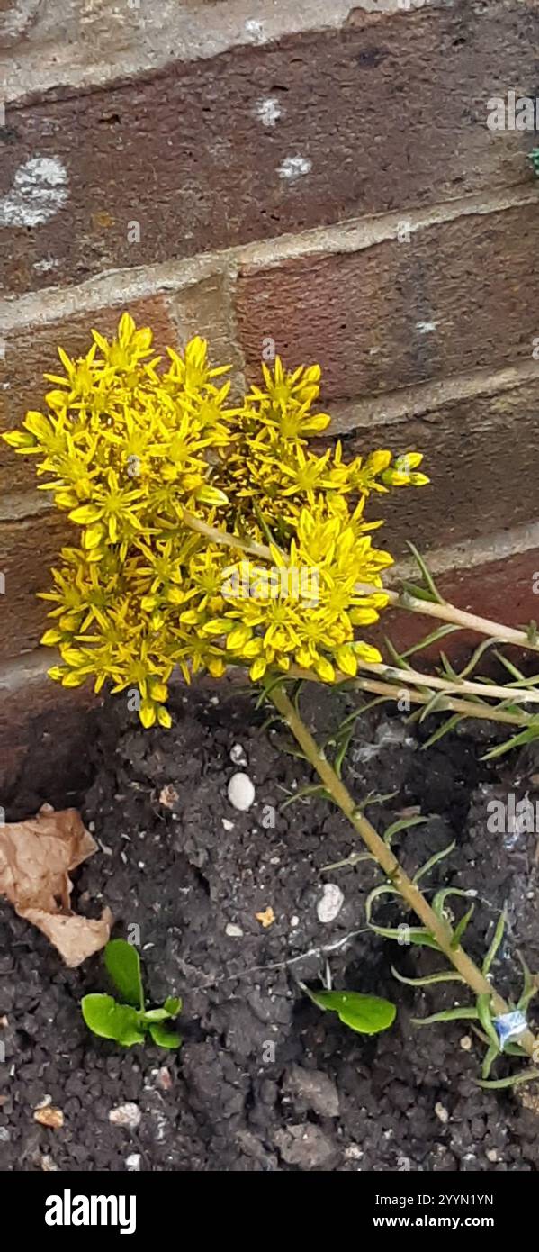 Reflexed Stonecrop (Petrosedum rupestre Stock Photo - Alamy