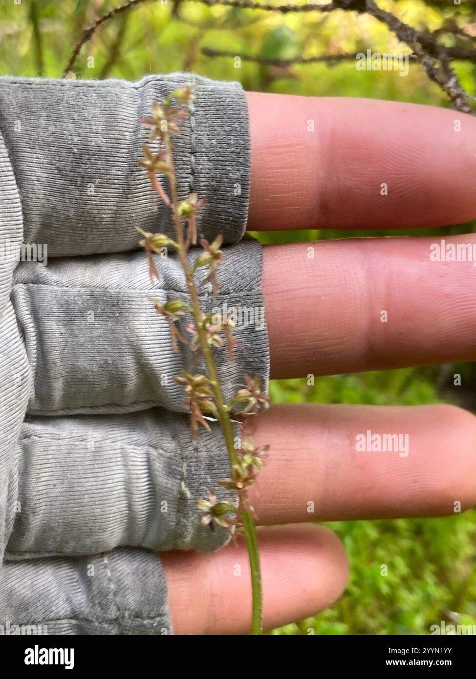 Heartleaf Twayblade (Neottia cordata Stock Photo - Alamy