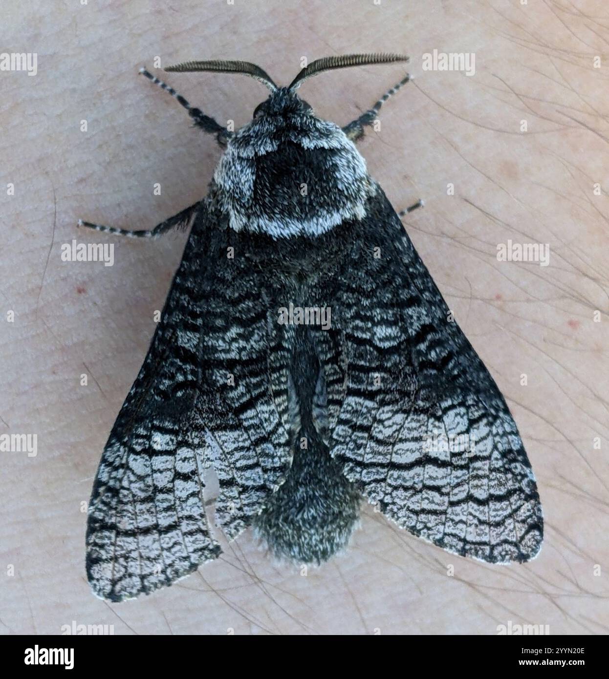 Poplar Carpenterworm Moth (Acossus centerensis Stock Photo - Alamy
