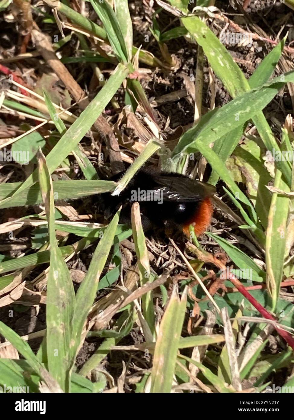 Red-tailed Bumble Bee (Bombus lapidarius Stock Photo - Alamy