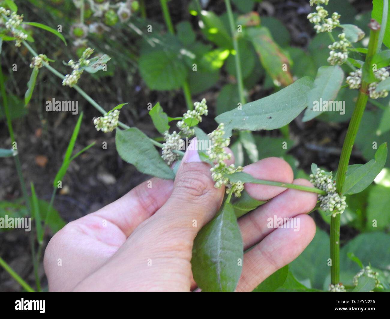 Clustered Dock (Rumex conglomeratus Stock Photo - Alamy