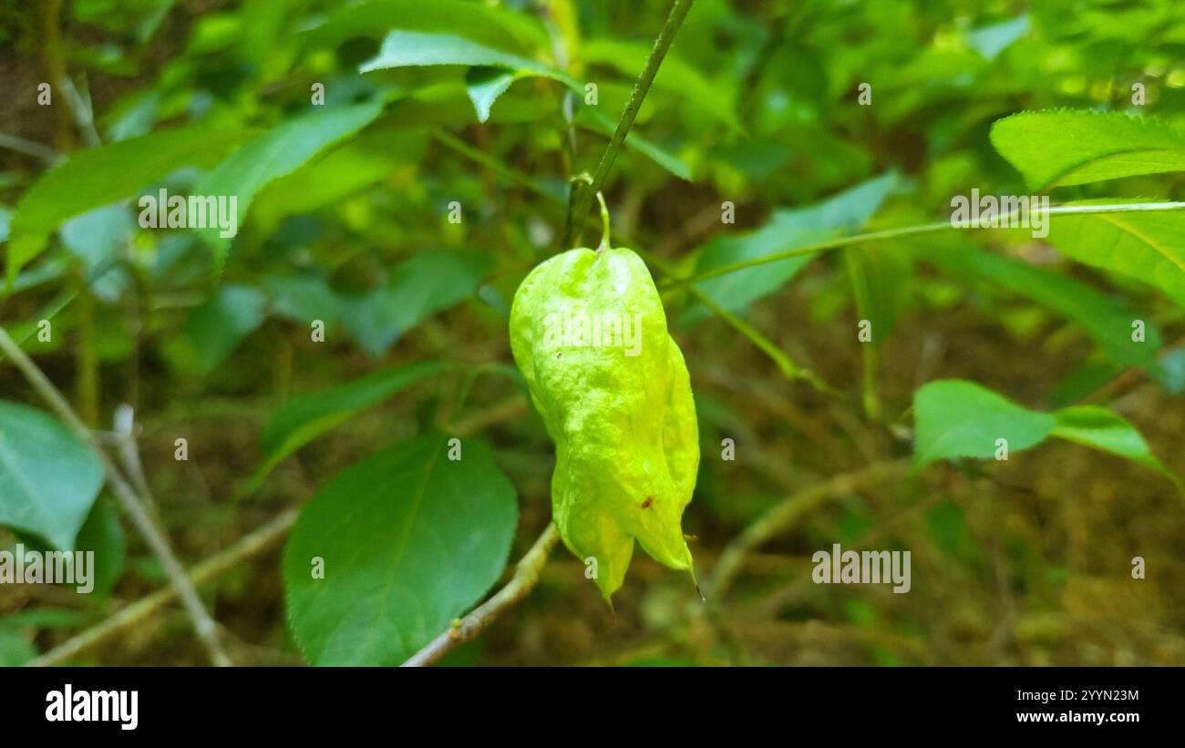 American bladdernut (Staphylea trifolia Stock Photo - Alamy