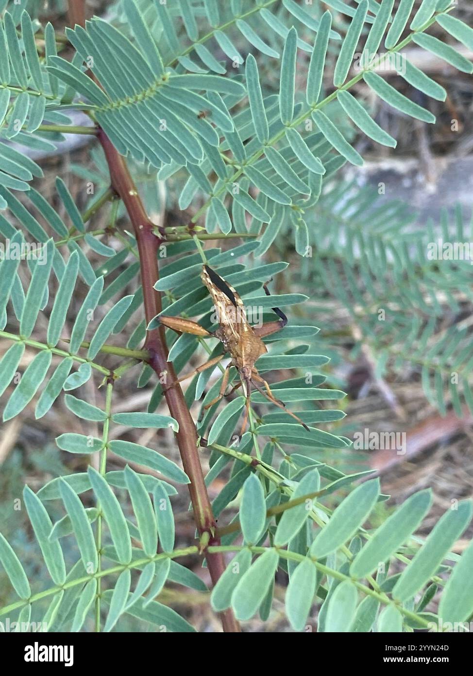 Mozena hi-res stock photography and images - Alamy